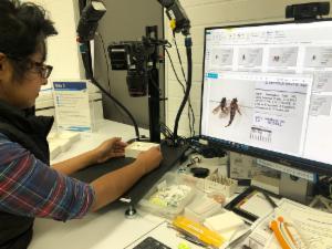 Insect digitisation | Project | BioCollect